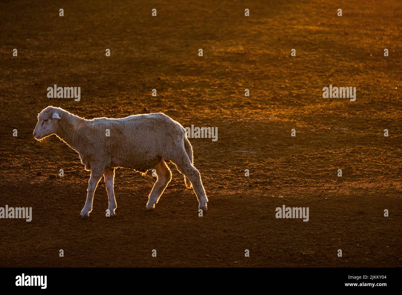 A scenic view of a white sheep walking in a rural area Stock Photo - Alamy