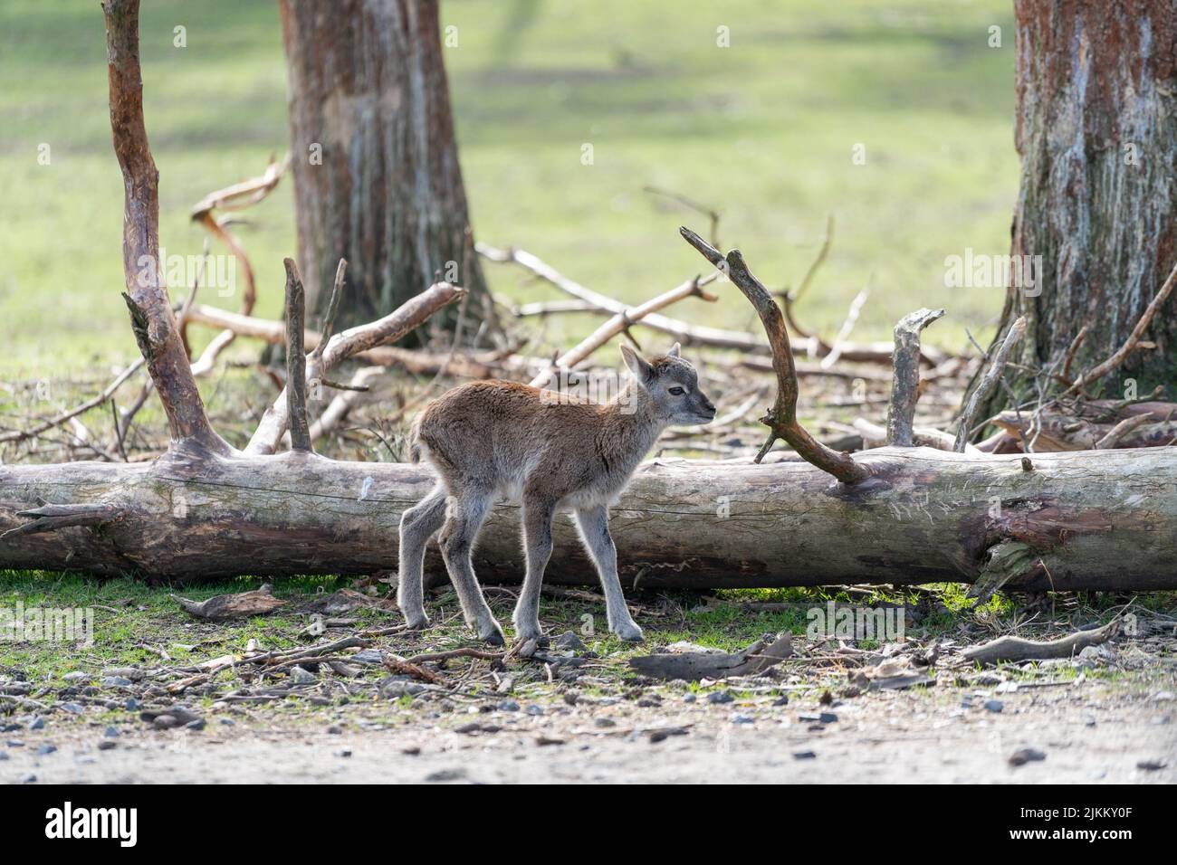 Baby deer in forest hi-res stock photography and images - Alamy