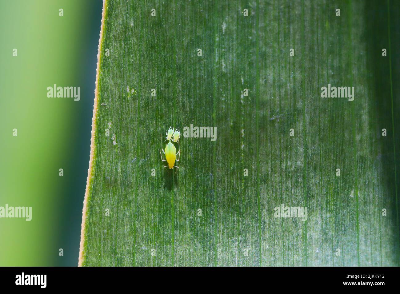 Metopolophium hi-res stock photography and images - Alamy