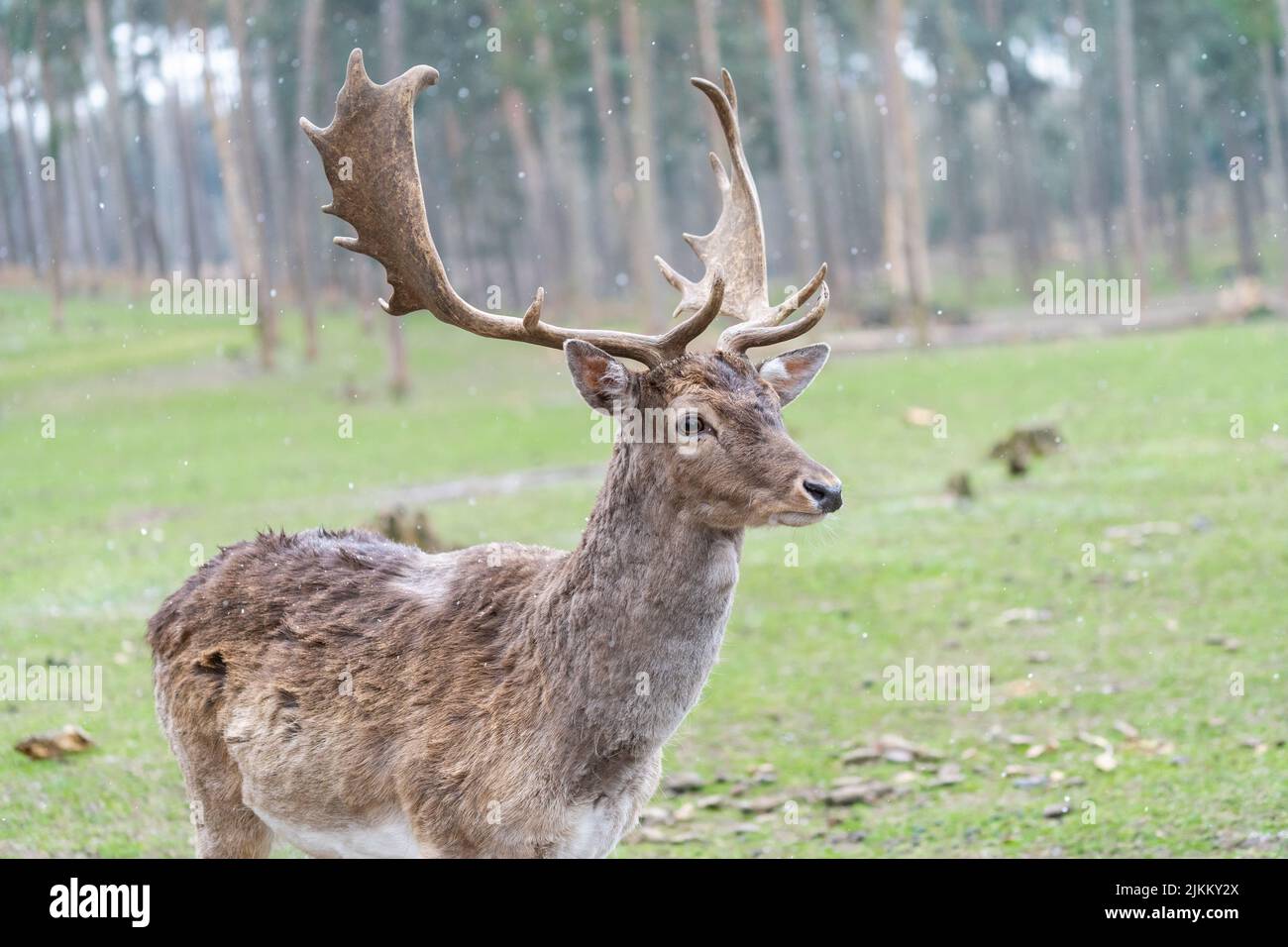 Beautiful shot deer trees in hi-res stock photography and images - Alamy