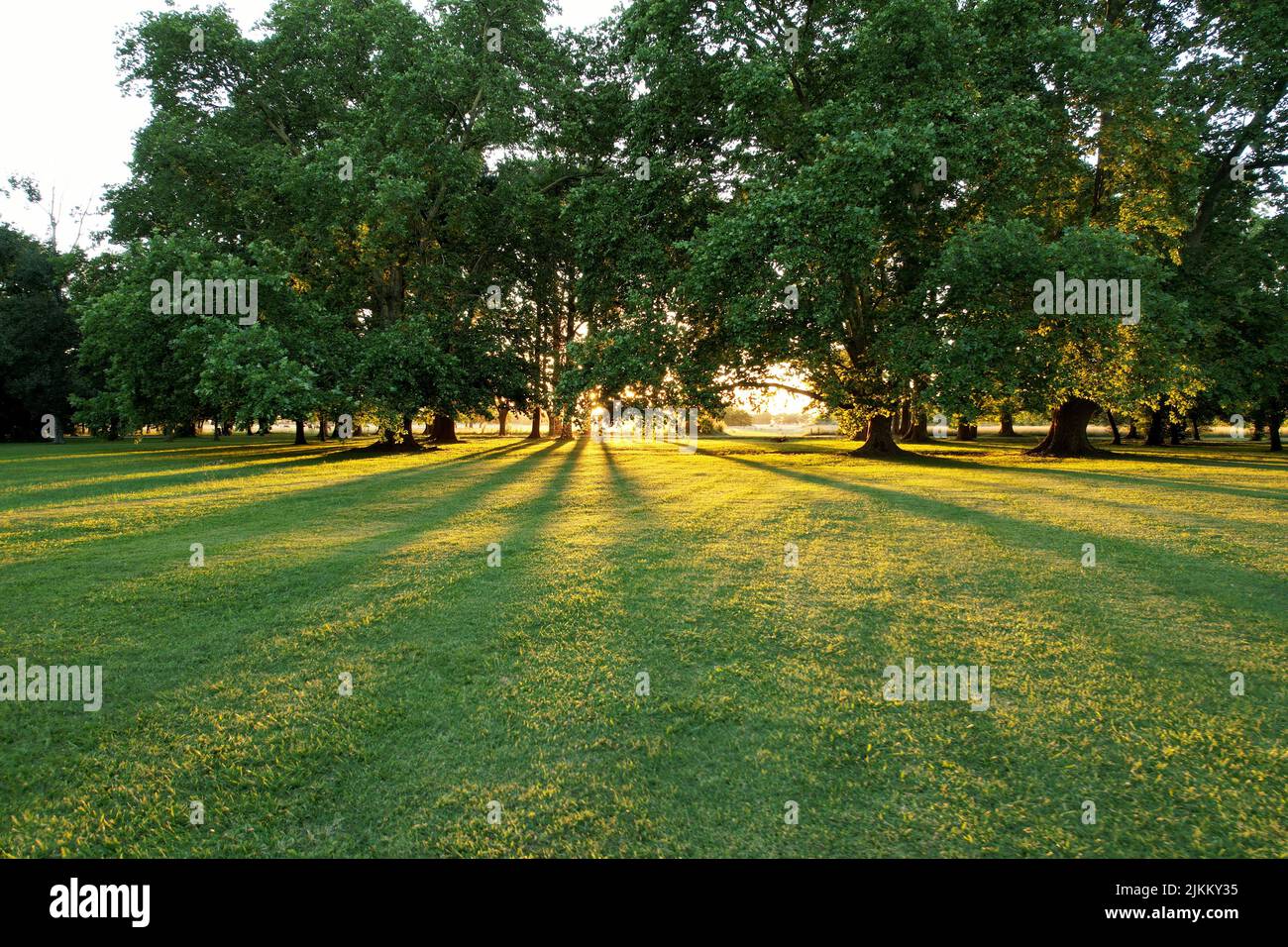 The sun shining on a green meadow with trees Stock Photo - Alamy