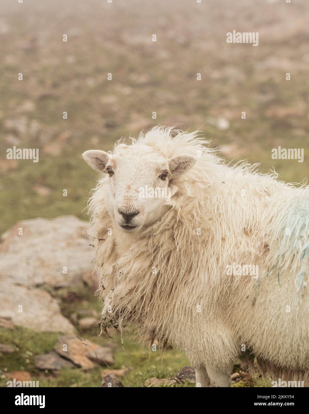 Welsh mountain sheep hi-res stock photography and images - Alamy