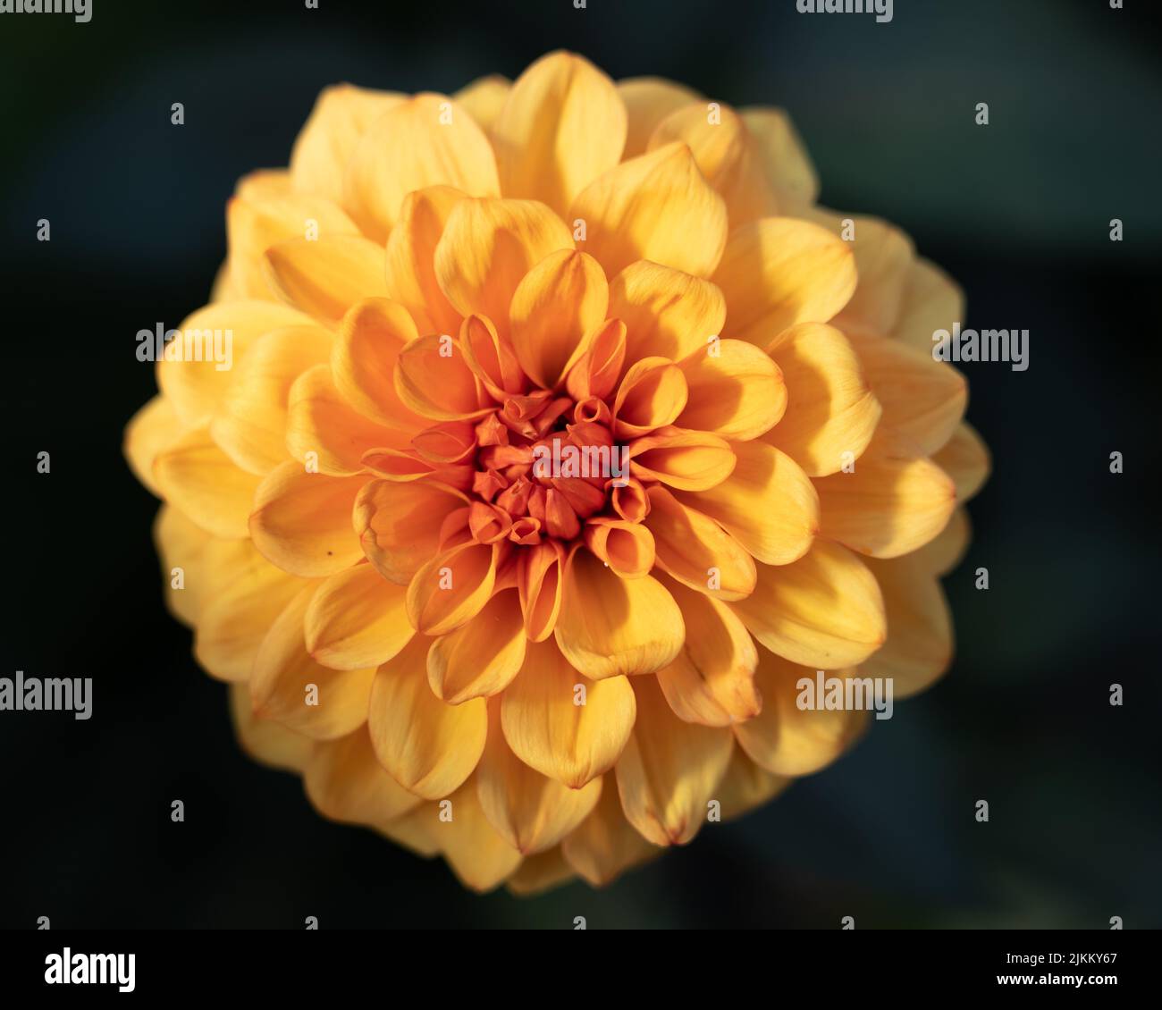 Dahlia pinnata hi-res stock photography and images - Alamy