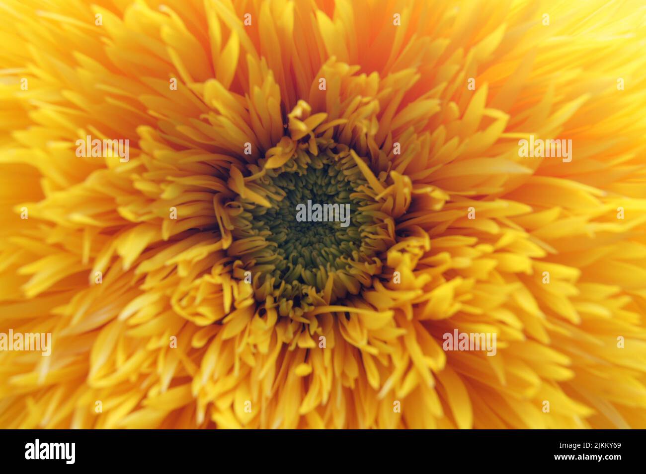 Lions mane flower hi-res stock photography and images - Alamy