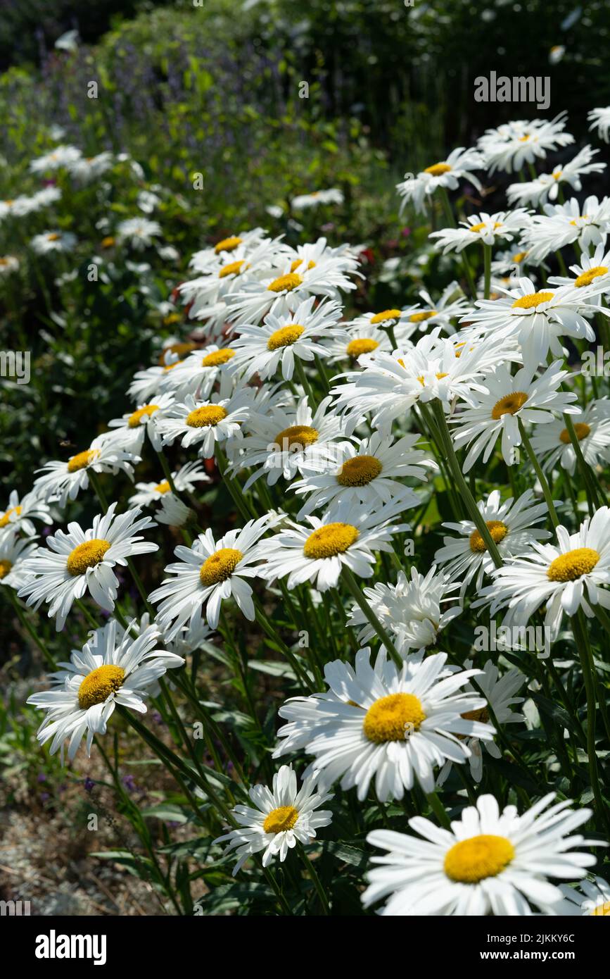 A vertical shot of daisy flowers in a garden Stock Photo - Alamy