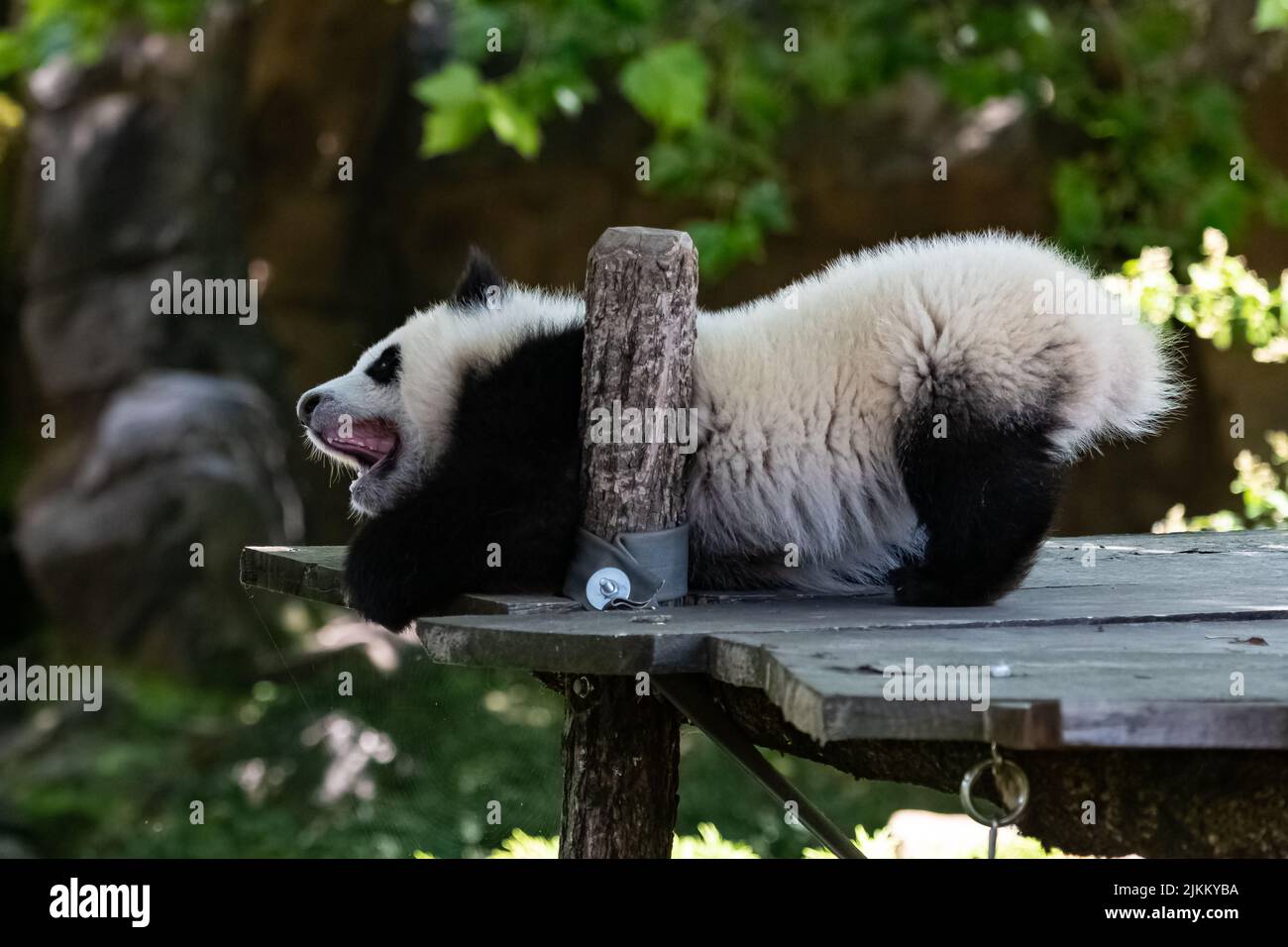A giant panda, a cute baby stretching after a nap, funny animal Stock ...