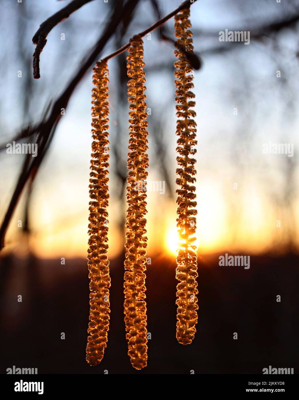 A vertical shot of hazel flowers on a blurred sunset sky background ...