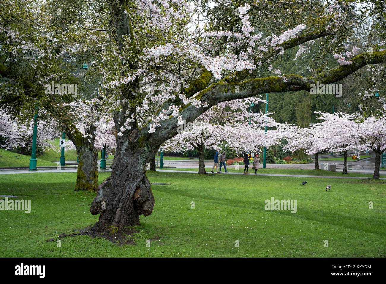 Spring cherry blossoms in Stanley Park, Vancouver, BC Canada Stock ...