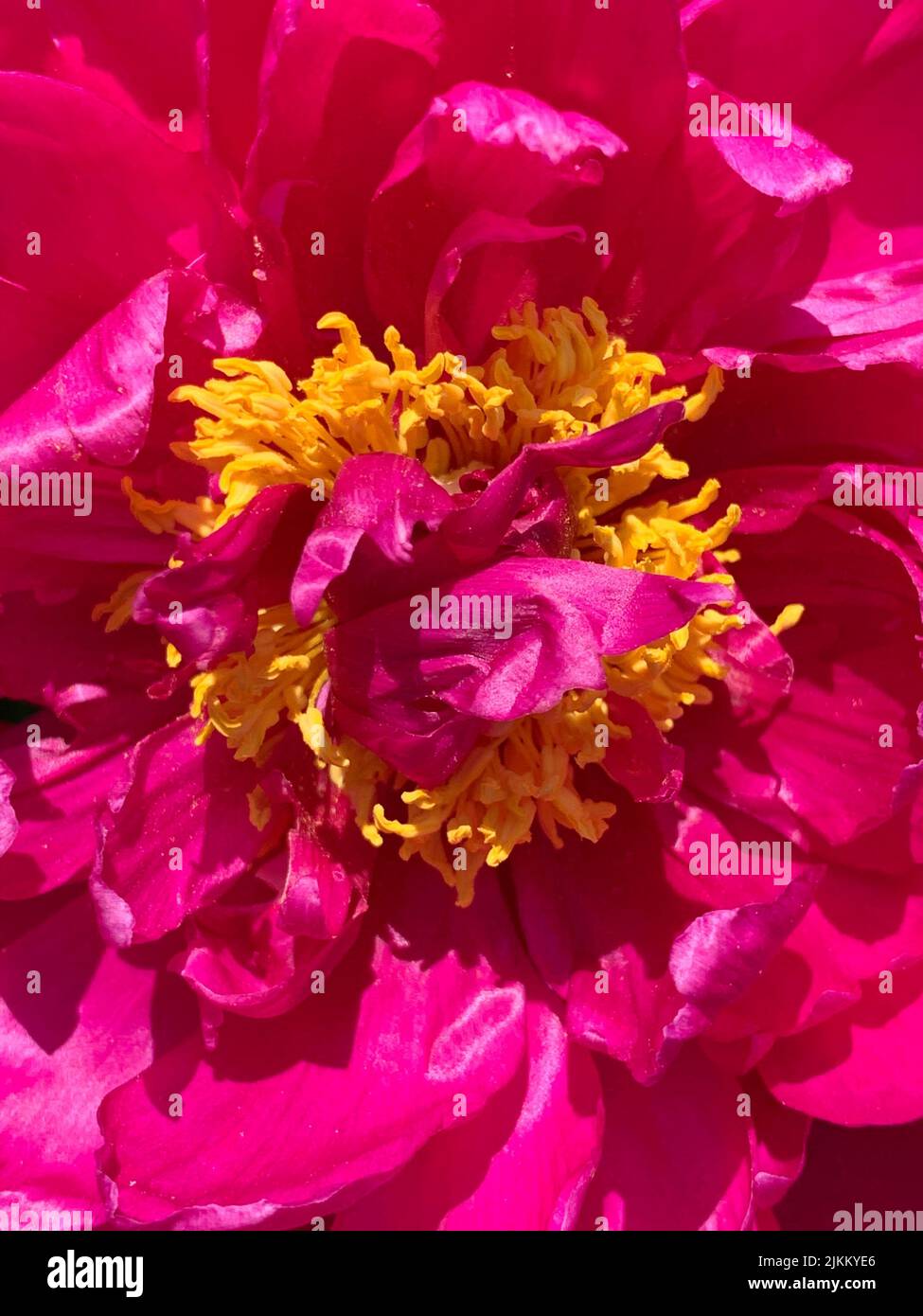 Moutan hi-res stock photography and images - Alamy