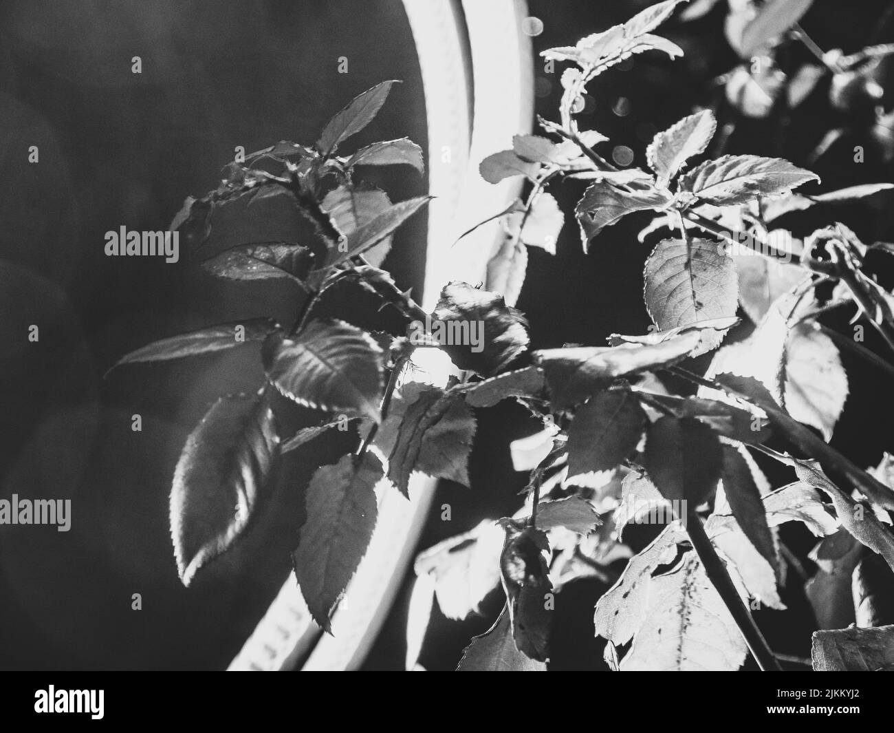 Grayscale shot leaves hi-res stock photography and images - Alamy