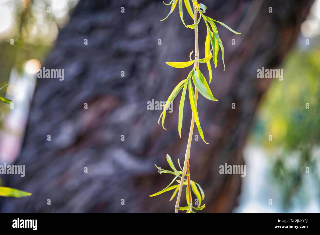 selective focus of a weeping willow branch at the beginning of the ...