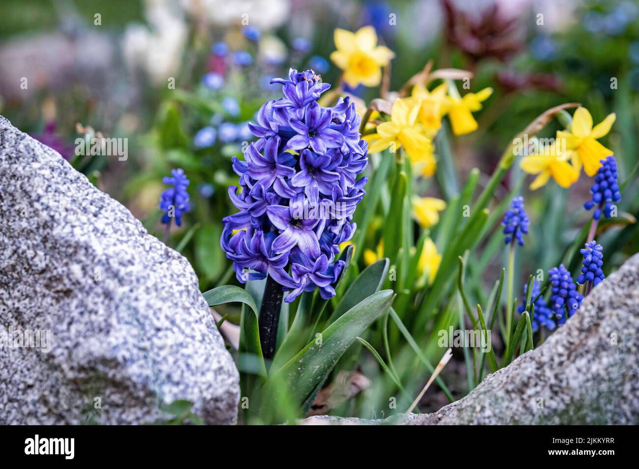 A spring flower border with blue and purple hyacinths and yellow ...