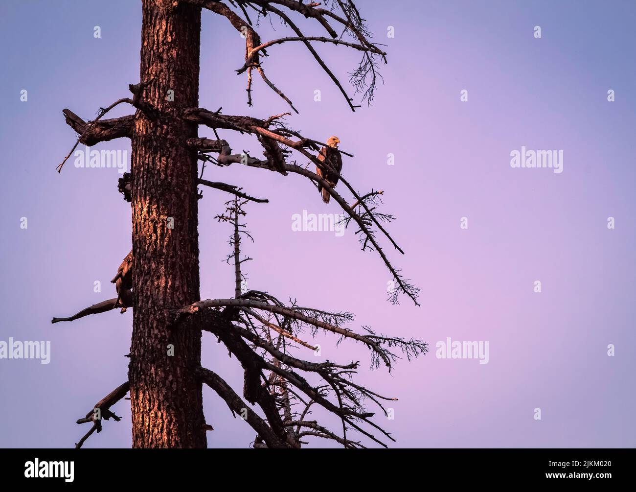 Bald eagle on tree branch hi-res stock photography and images - Alamy