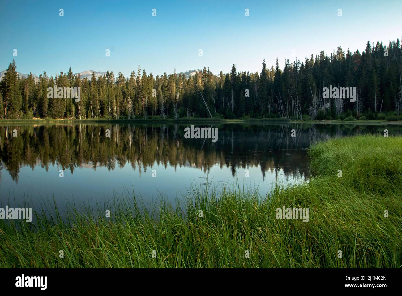 A tranquil scenery of the tall pine trees reflecting on the lake Stock ...