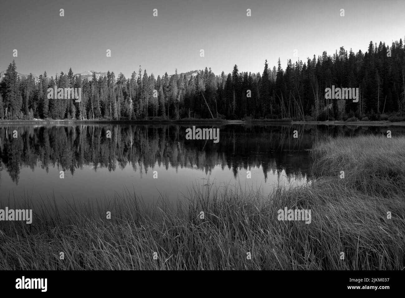 A grayscale shot of the tall pine trees reflecting on the lake Stock ...