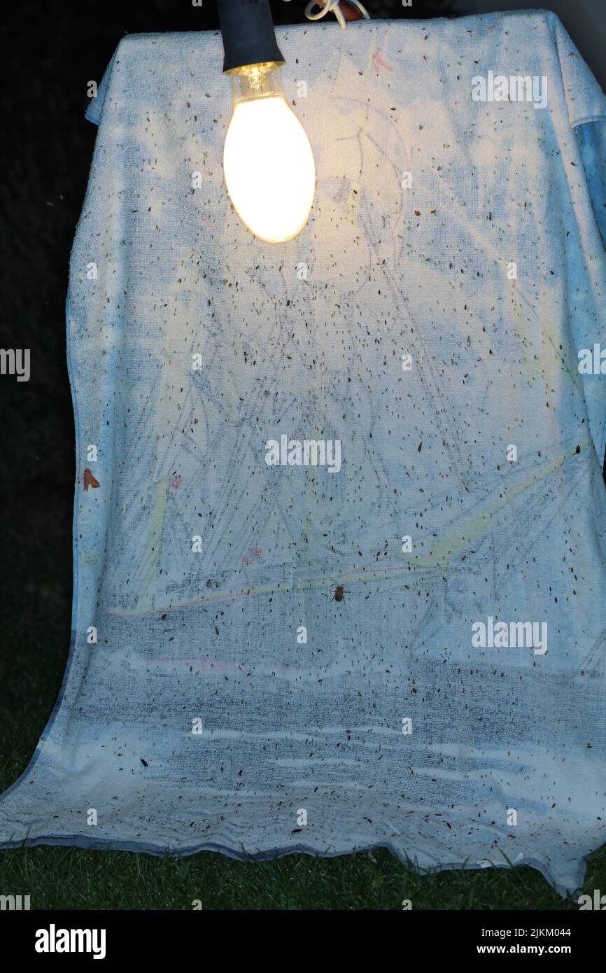 A huge diversity of insects lured by the light of a light bulb at night ...