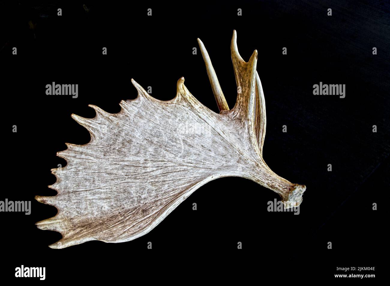Moose antler isolated on black background Stock Photo - Alamy