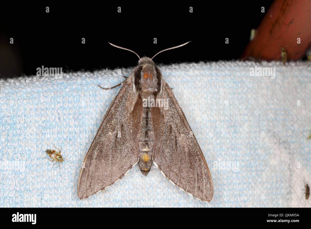 Sphinx pinastri, the pine hawk-moth Stock Photo - Alamy