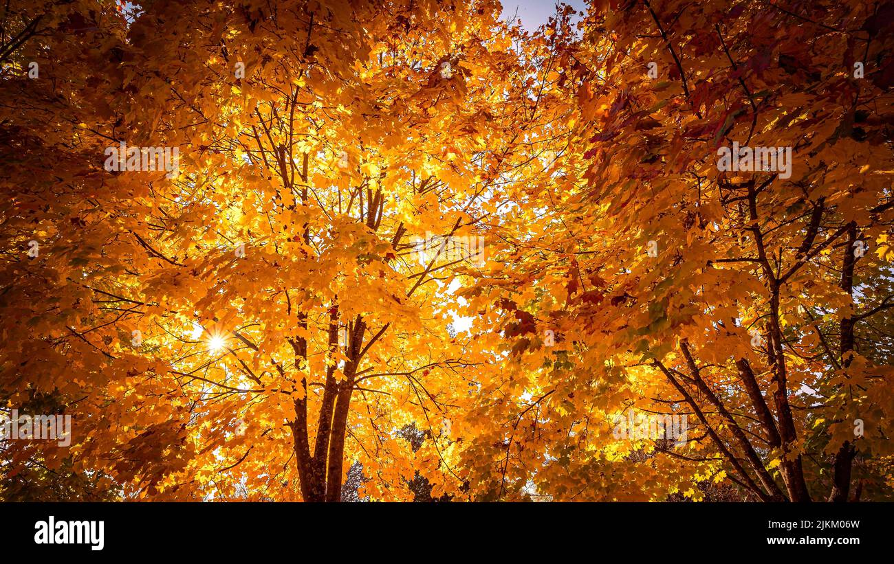 A low angle shot of maple trees with golden leaves Stock Photo - Alamy