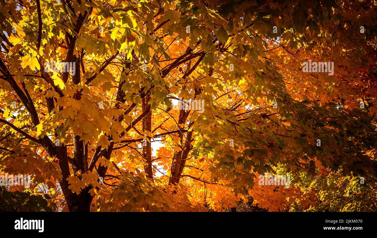 Dense foliage fall colors hi-res stock photography and images - Alamy
