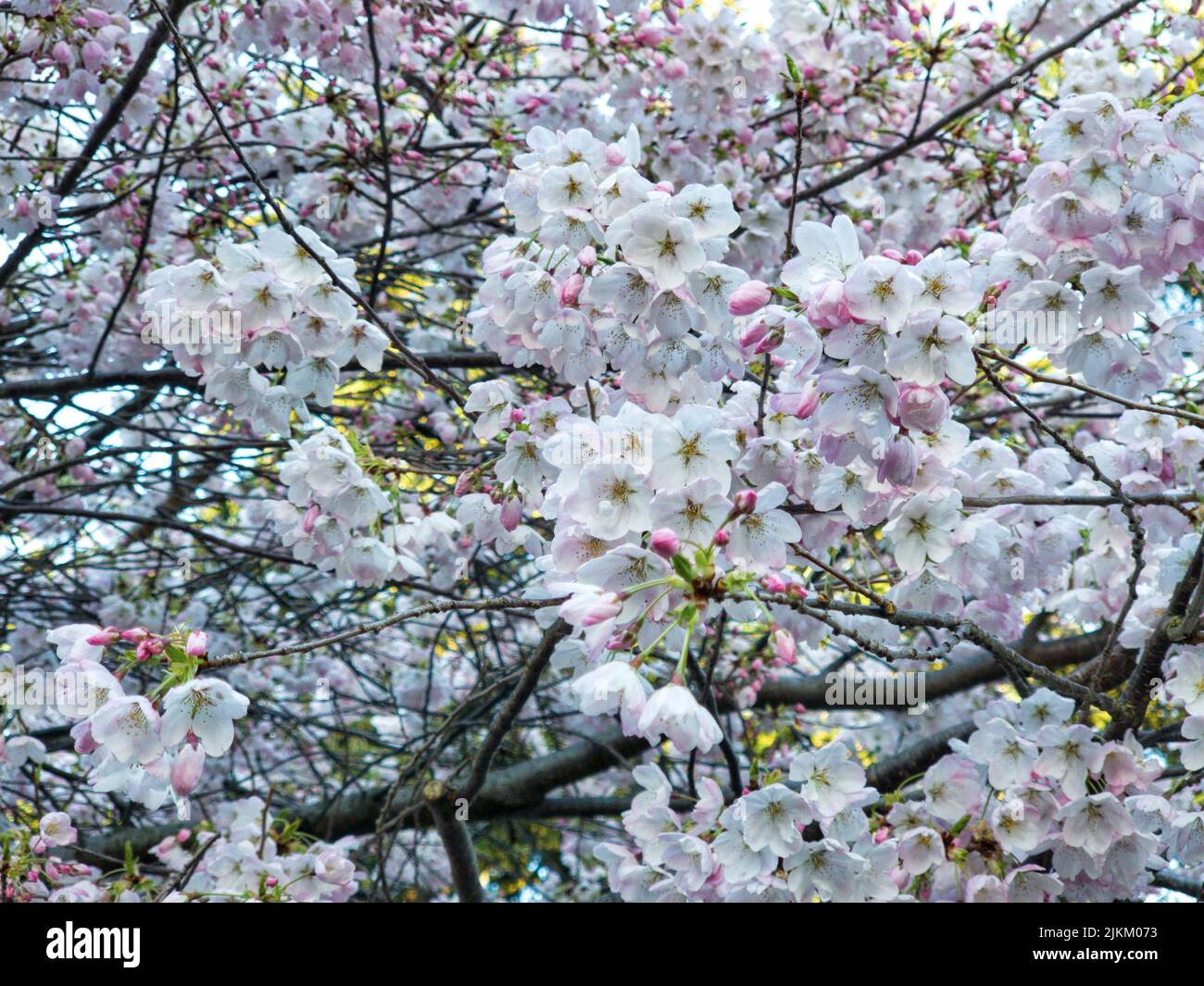 A beautiful view of trees with cherry blossoms in Victoria, BC, Canada ...