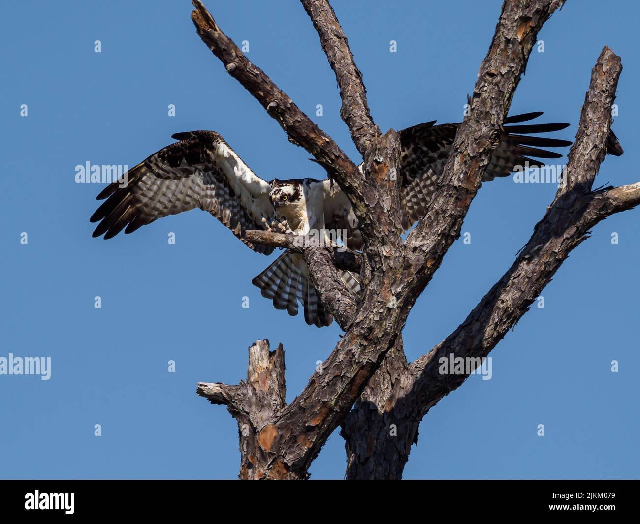 An osprey (Pandion haliaetus) also known as sea hawk with its wings ...
