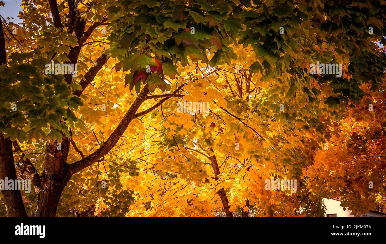 Beautiful fall colors hi-res stock photography and images - Alamy