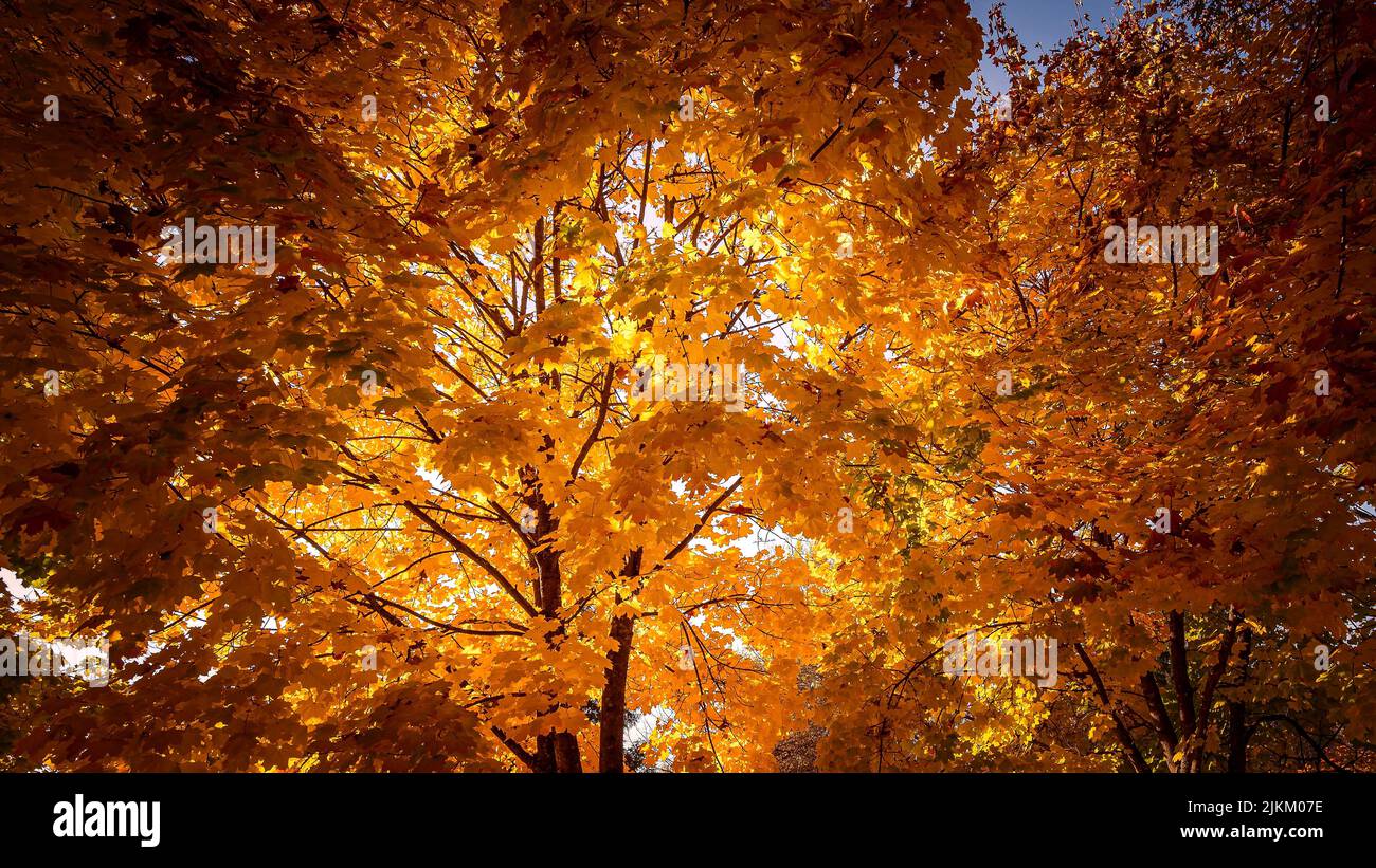 Branches maple trees leaves hi-res stock photography and images - Alamy