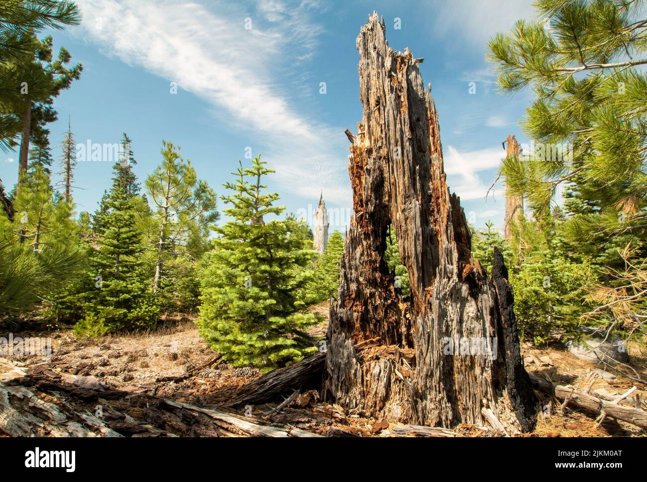 The tree forest burn fire California Mammoth Lakes Stock Photo - Alamy
