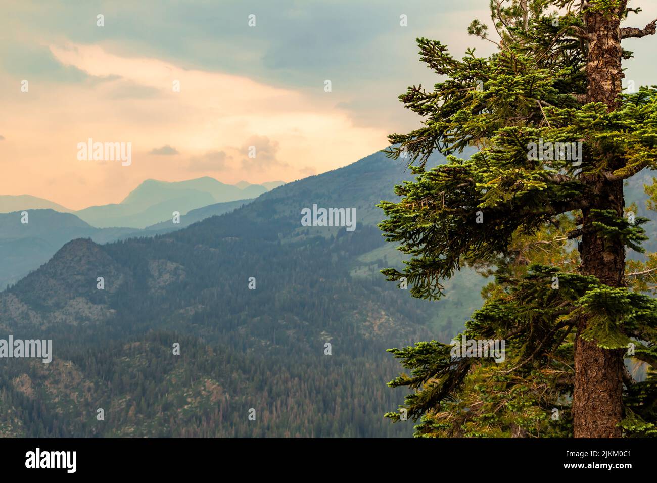 Top of mammoth hi-res stock photography and images - Alamy