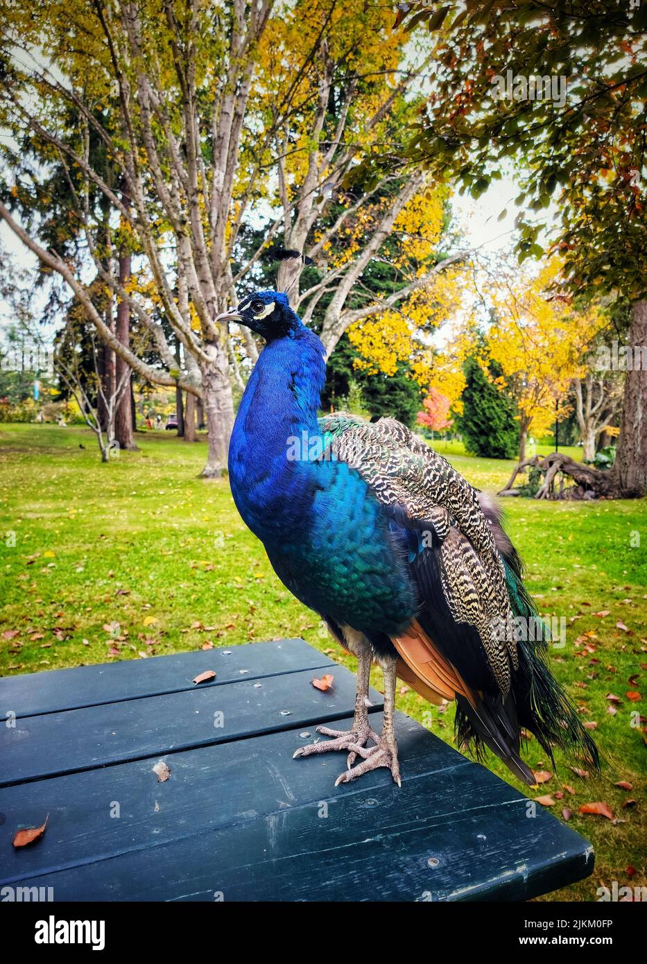 Peacock vertical hi-res stock photography and images - Alamy