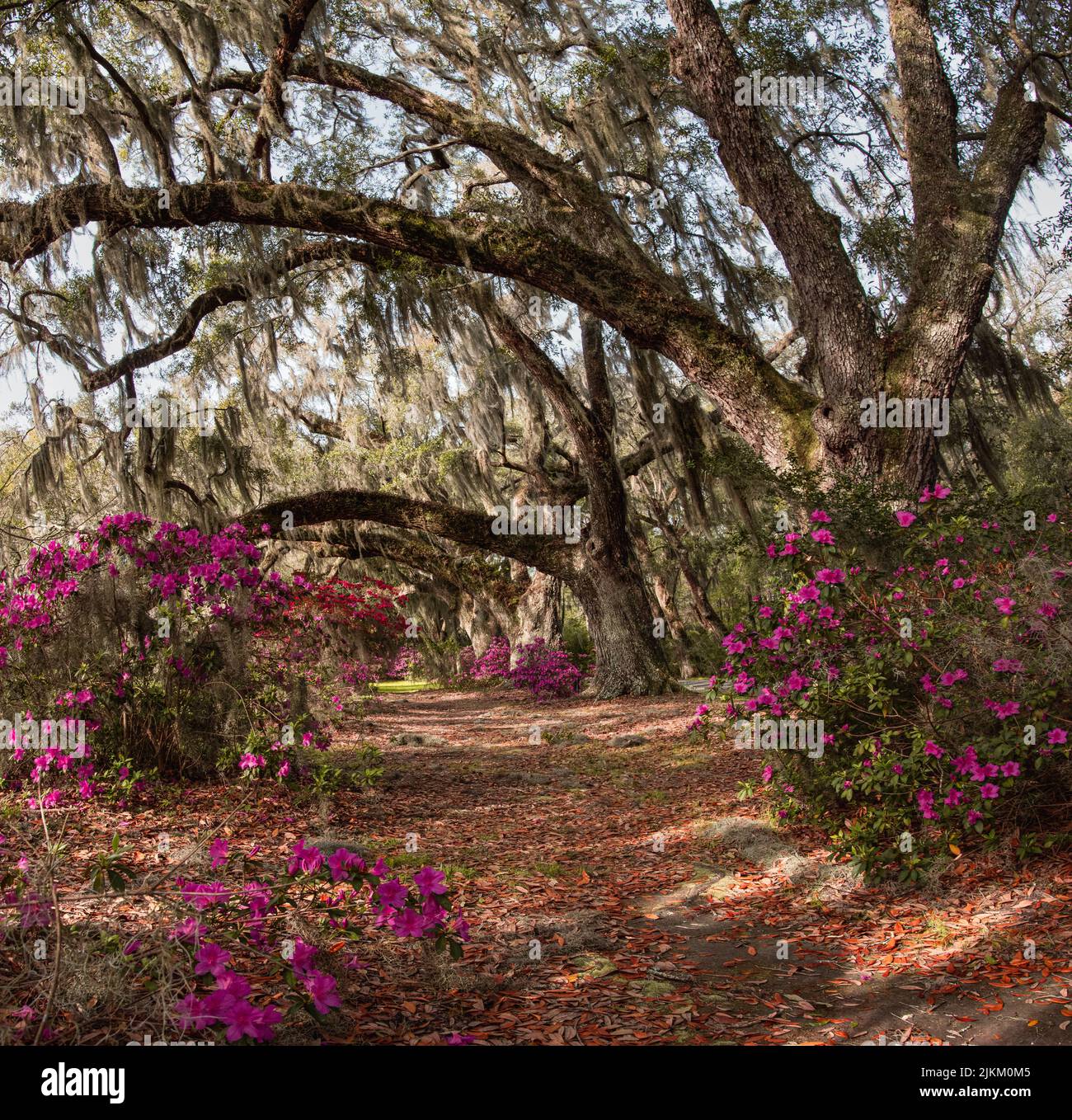 Beautiful path surrounded flowers hi-res stock photography and images ...