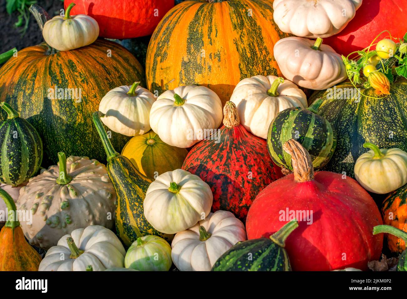 Gourd varieties hi-res stock photography and images - Alamy