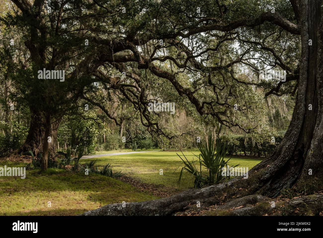 Huge trees growing hi-res stock photography and images - Alamy
