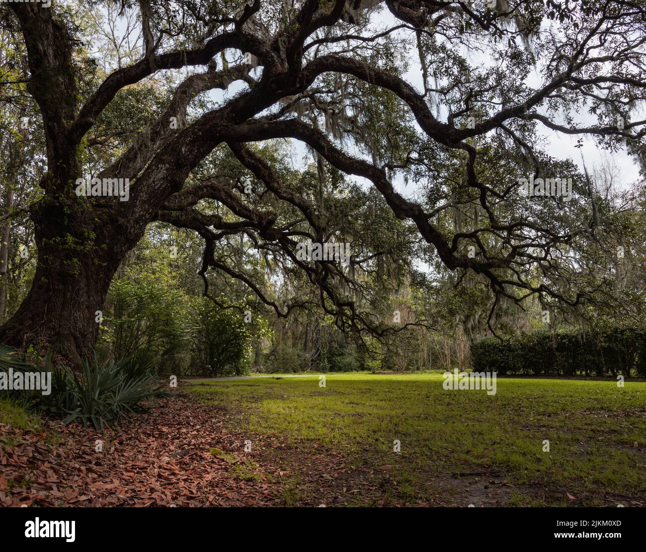 Huge trees growing hi-res stock photography and images - Alamy