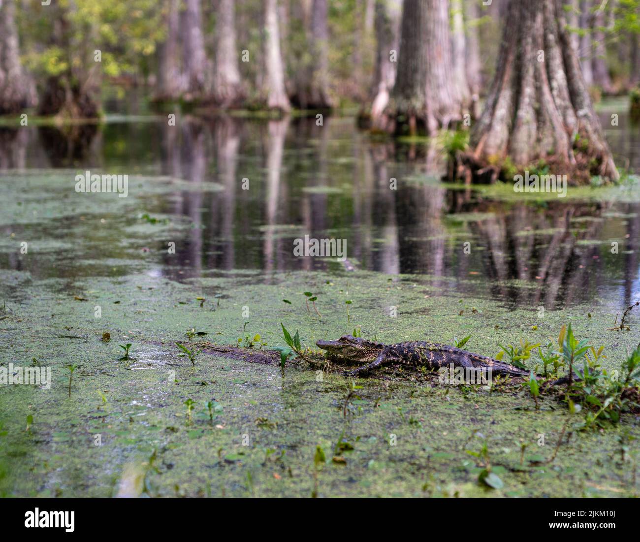 Spring river zoo hi-res stock photography and images - Alamy