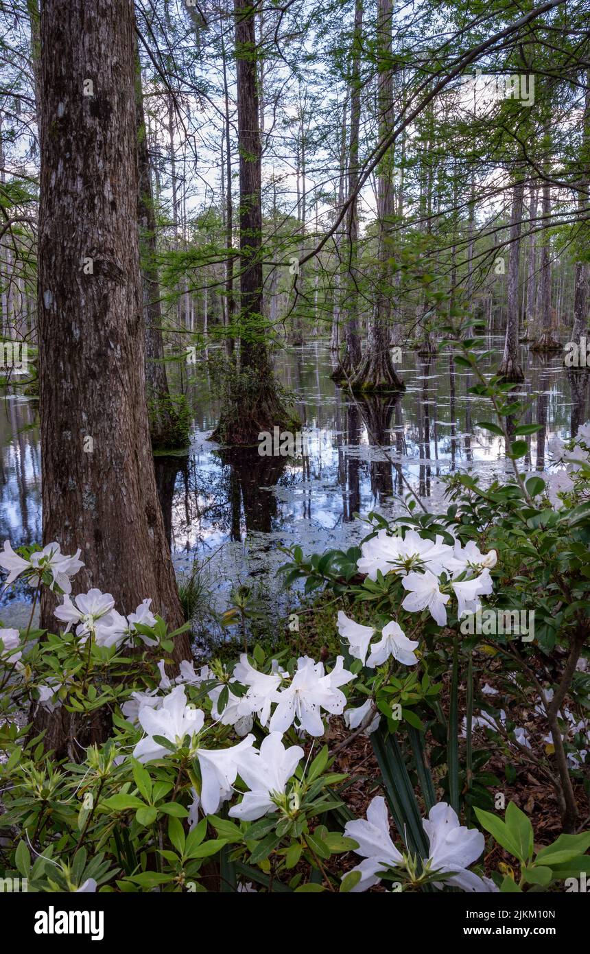 Forest River Spring Flowers Spring Flowers In Korea That Aren't Cherry