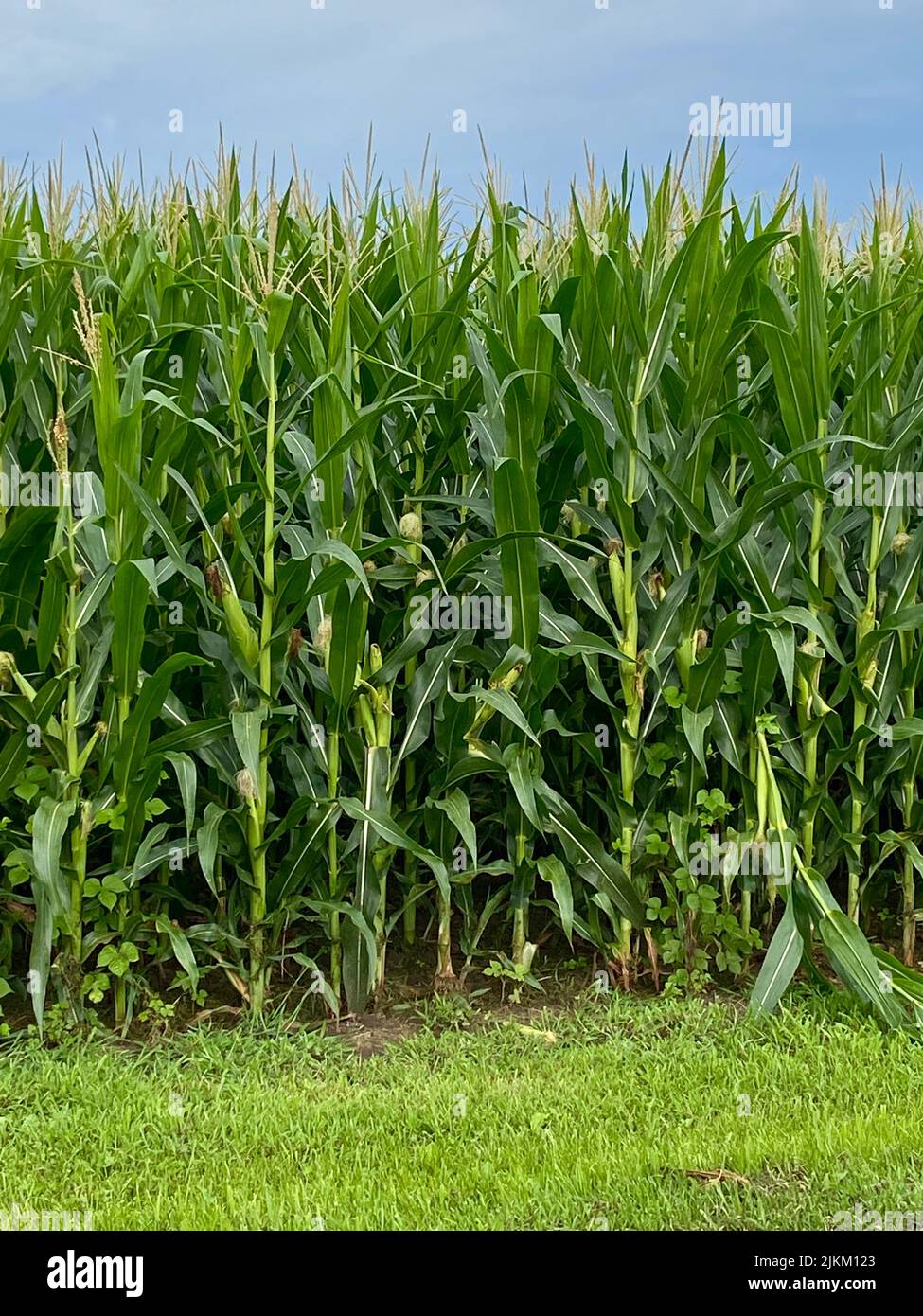 Stalks of corn in a corn field Stock Photo - Alamy