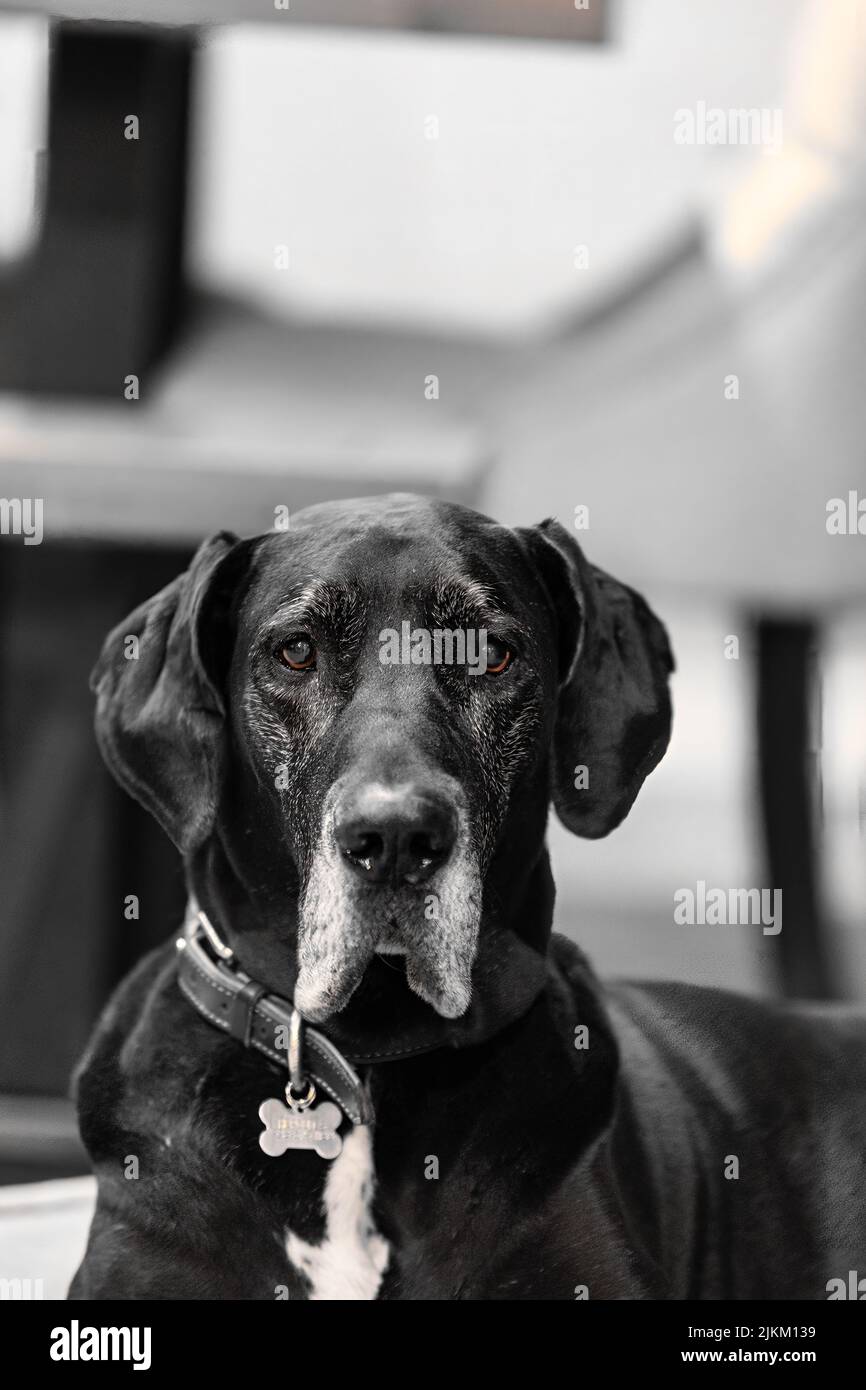 A Great Dane named Hercules rests at home in Phoenix, Arizona Stock ...