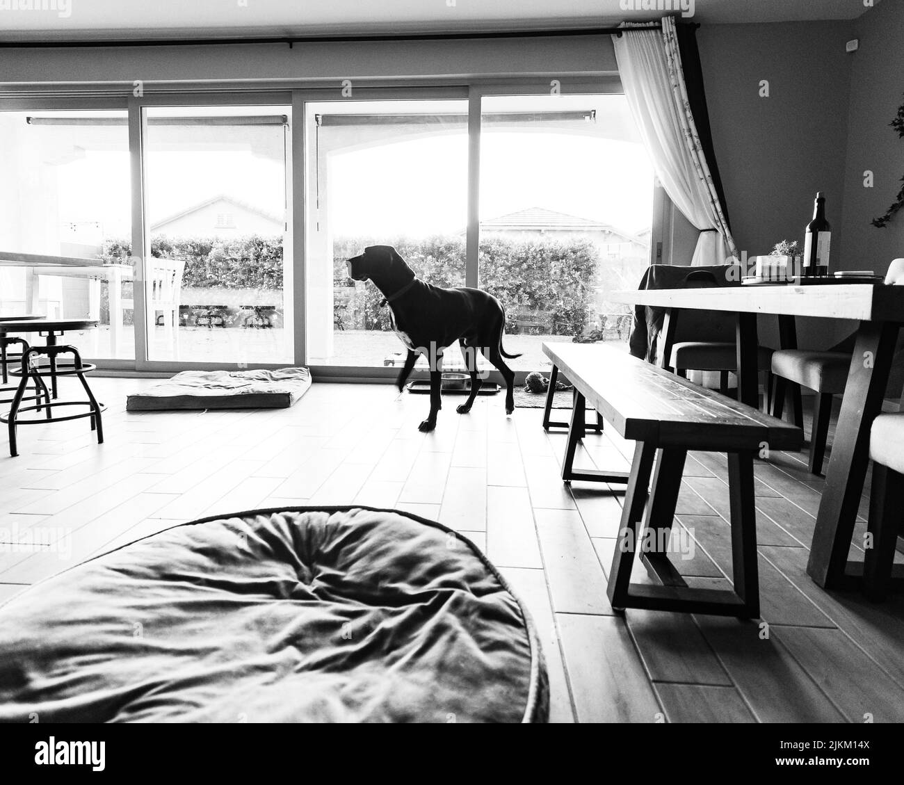 A Great Dane walks across the floor ath is house in Phoenix, Arizona ...