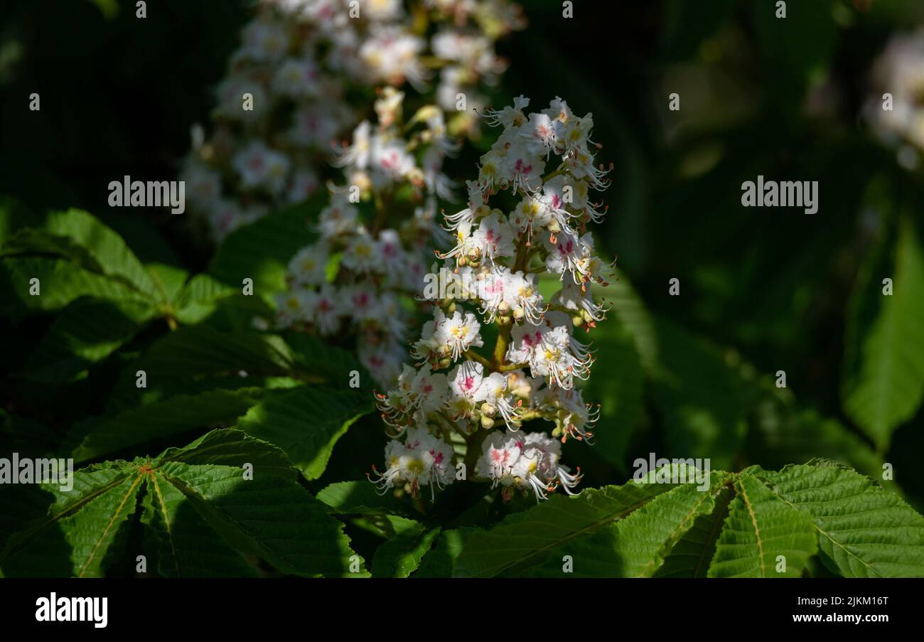 Flowering of chestnuts. Chestnut inflorescence. Flowers on the tree ...