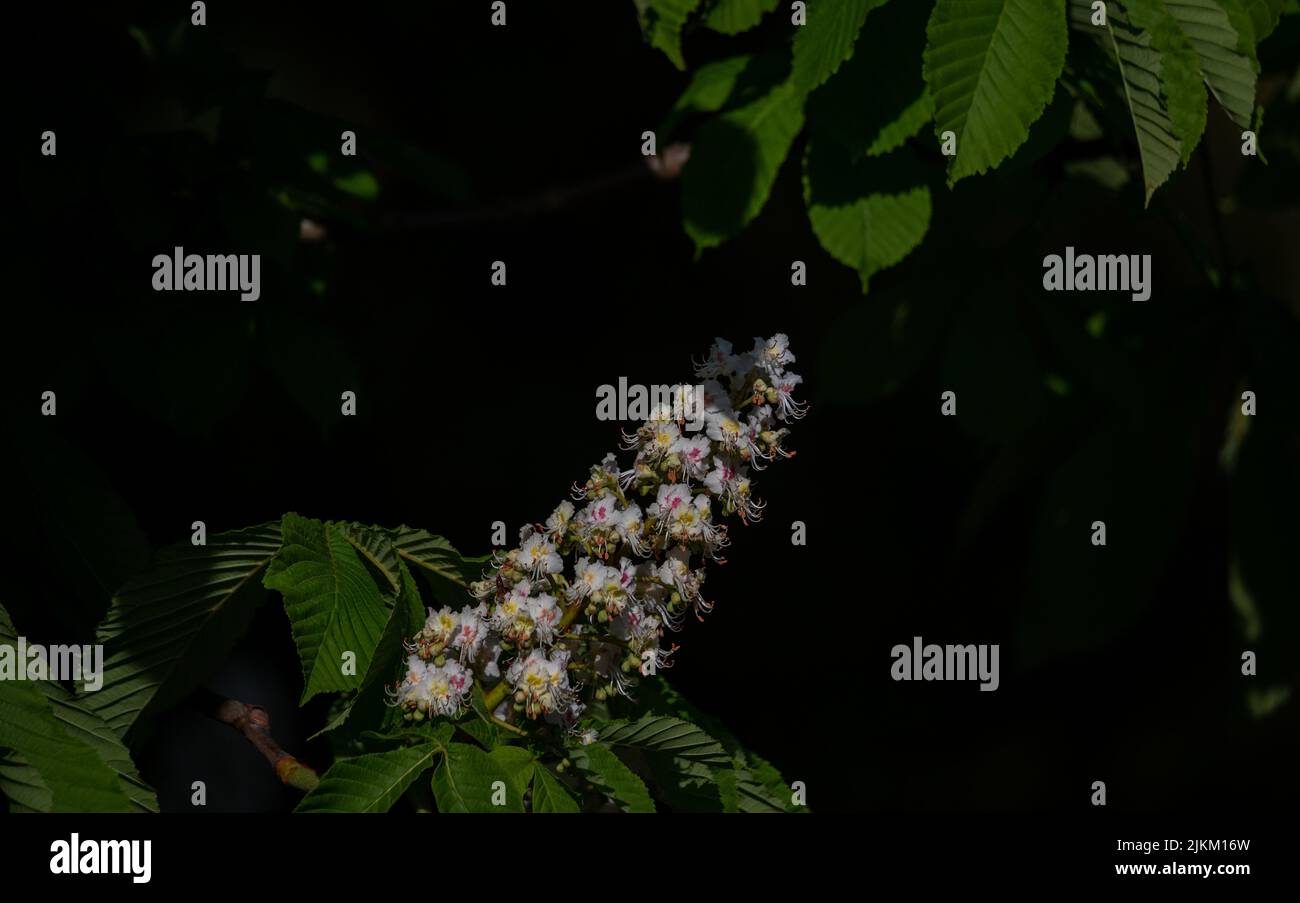 Flowering of chestnuts. Chestnut inflorescence. Flowers on the tree ...