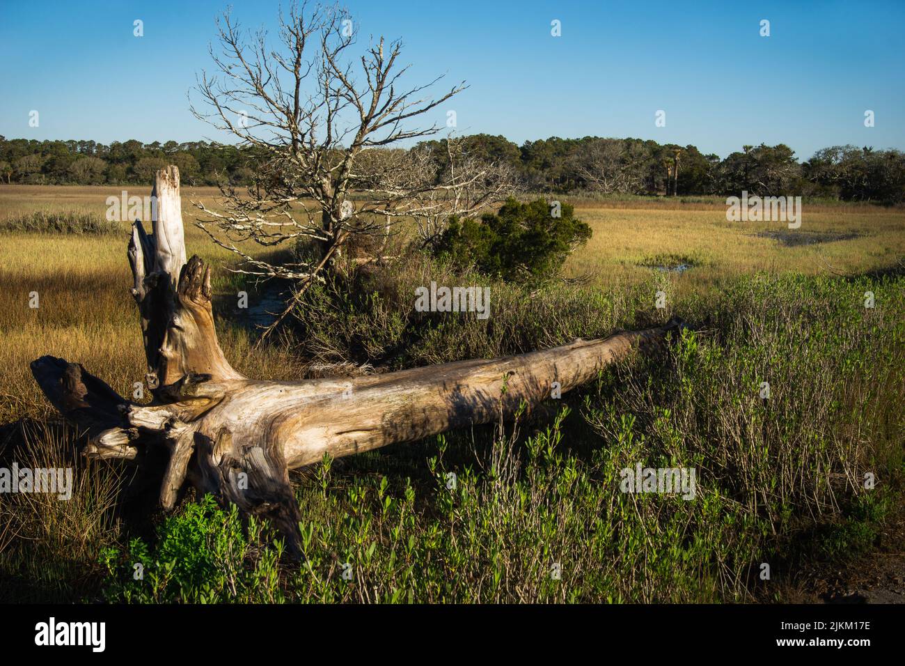 A natural view of a fallen tree on an agricultural field under a clear ...