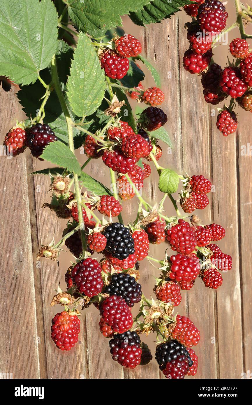 blackberry tree during sunrise. reap fruits take a sunbath and enjoy ...