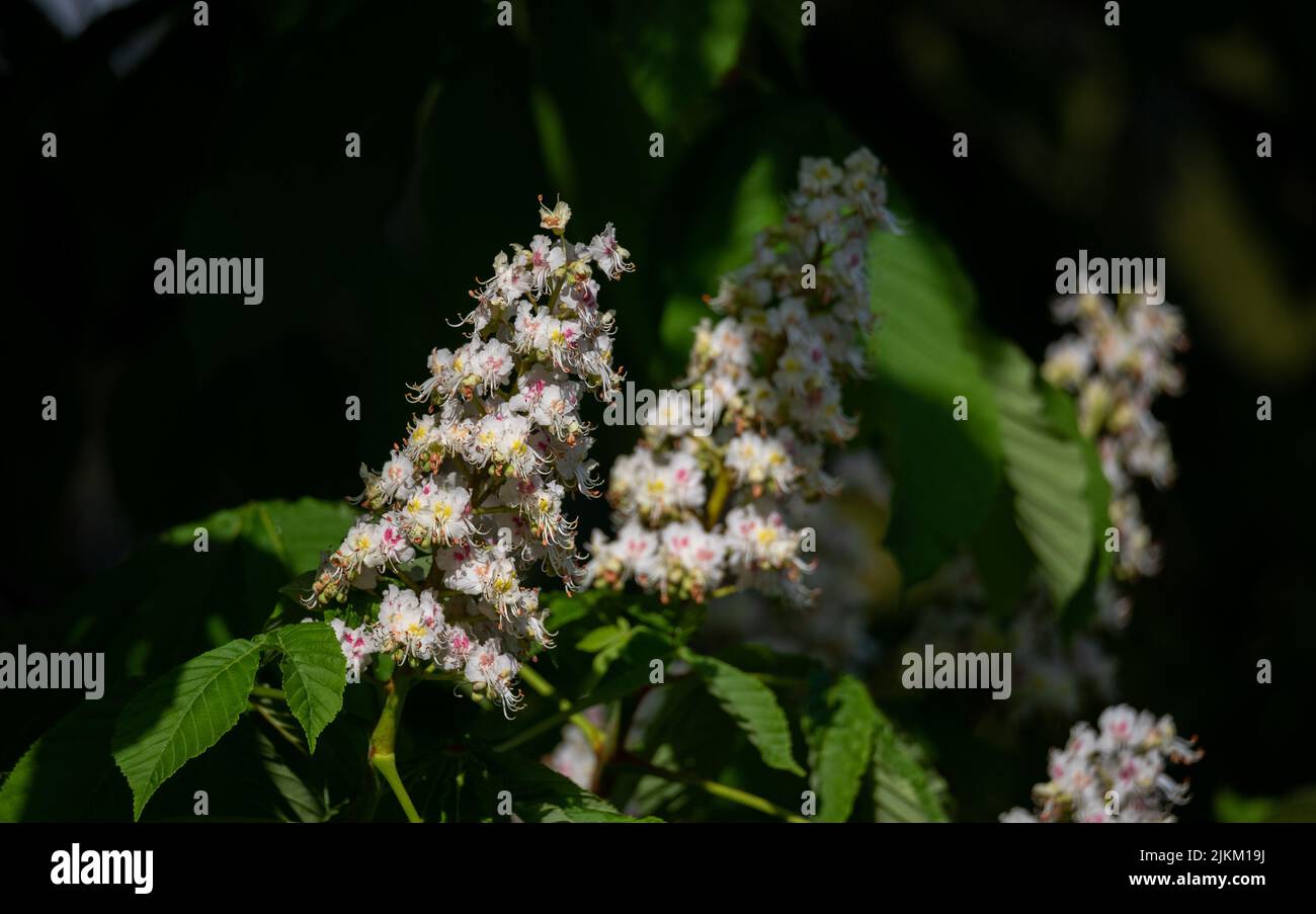 Flowering of chestnuts. Chestnut inflorescence. Flowers on the tree ...