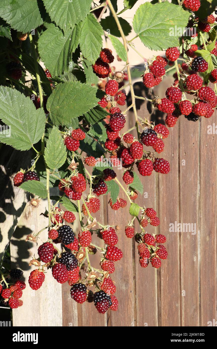 Blackberry tree hi-res stock photography and images - Alamy