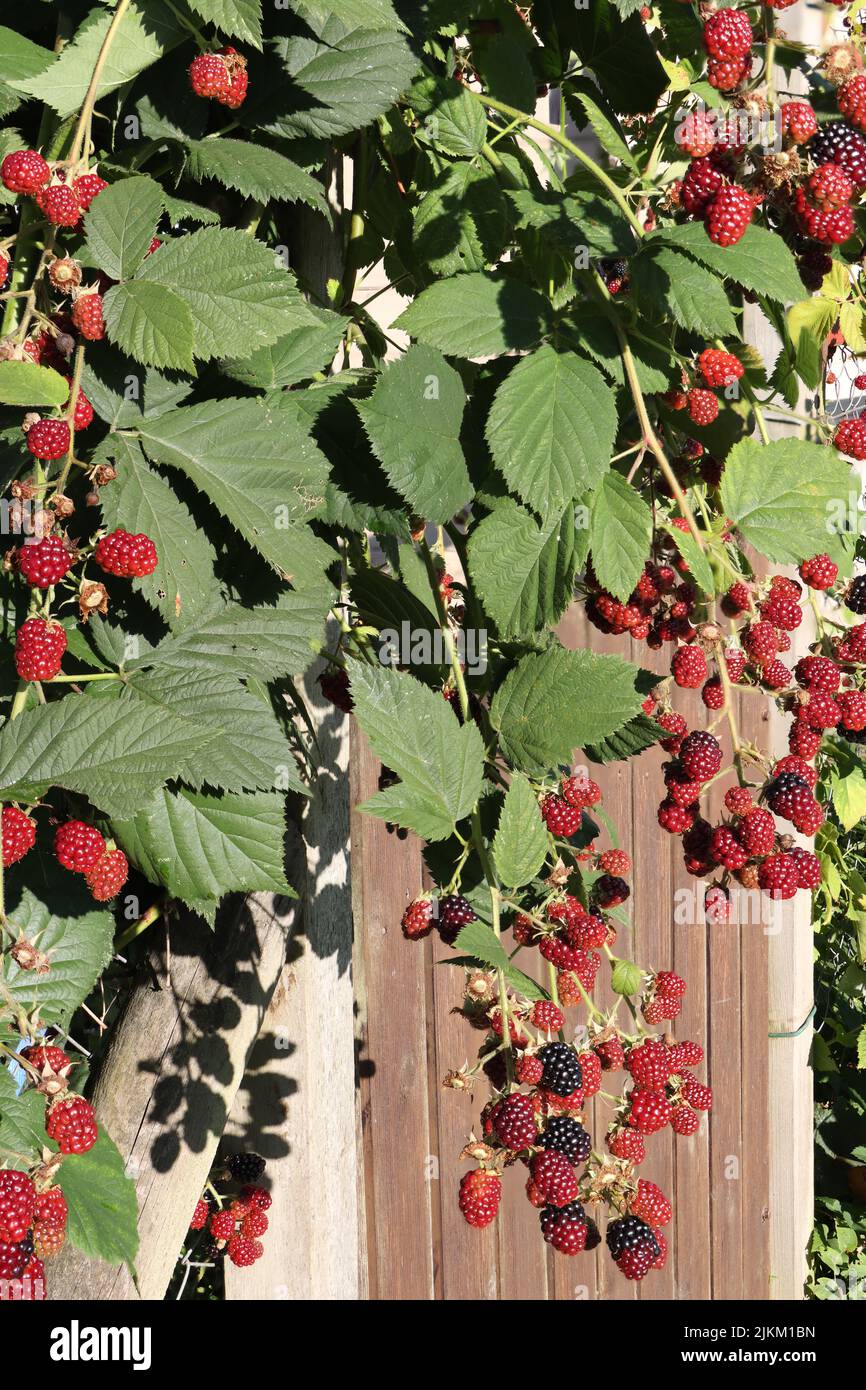 blackberry tree during sunrise. reap fruits take a sunbath and enjoy ...