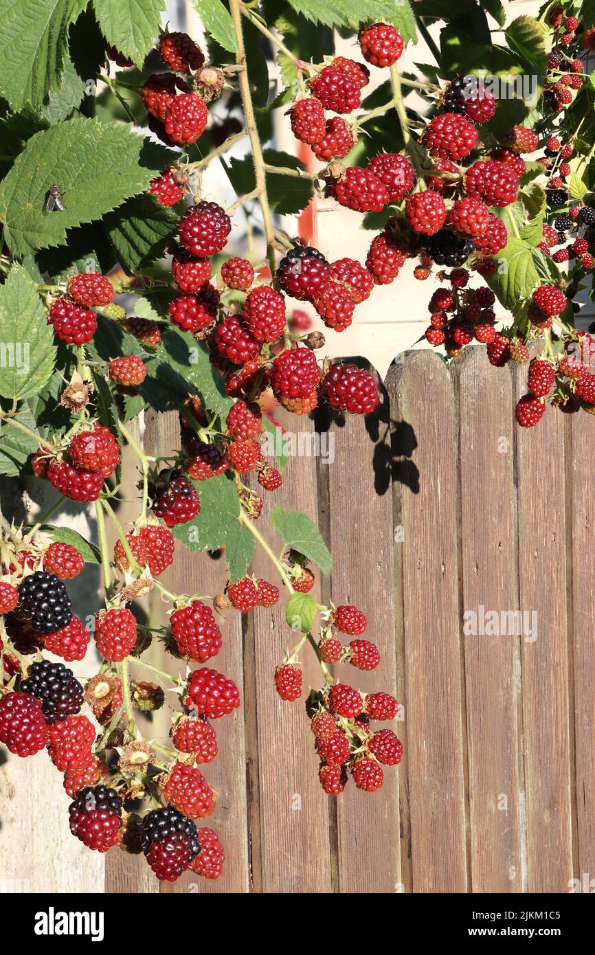 blackberry tree during sunrise. reap fruits take a sunbath and enjoy ...