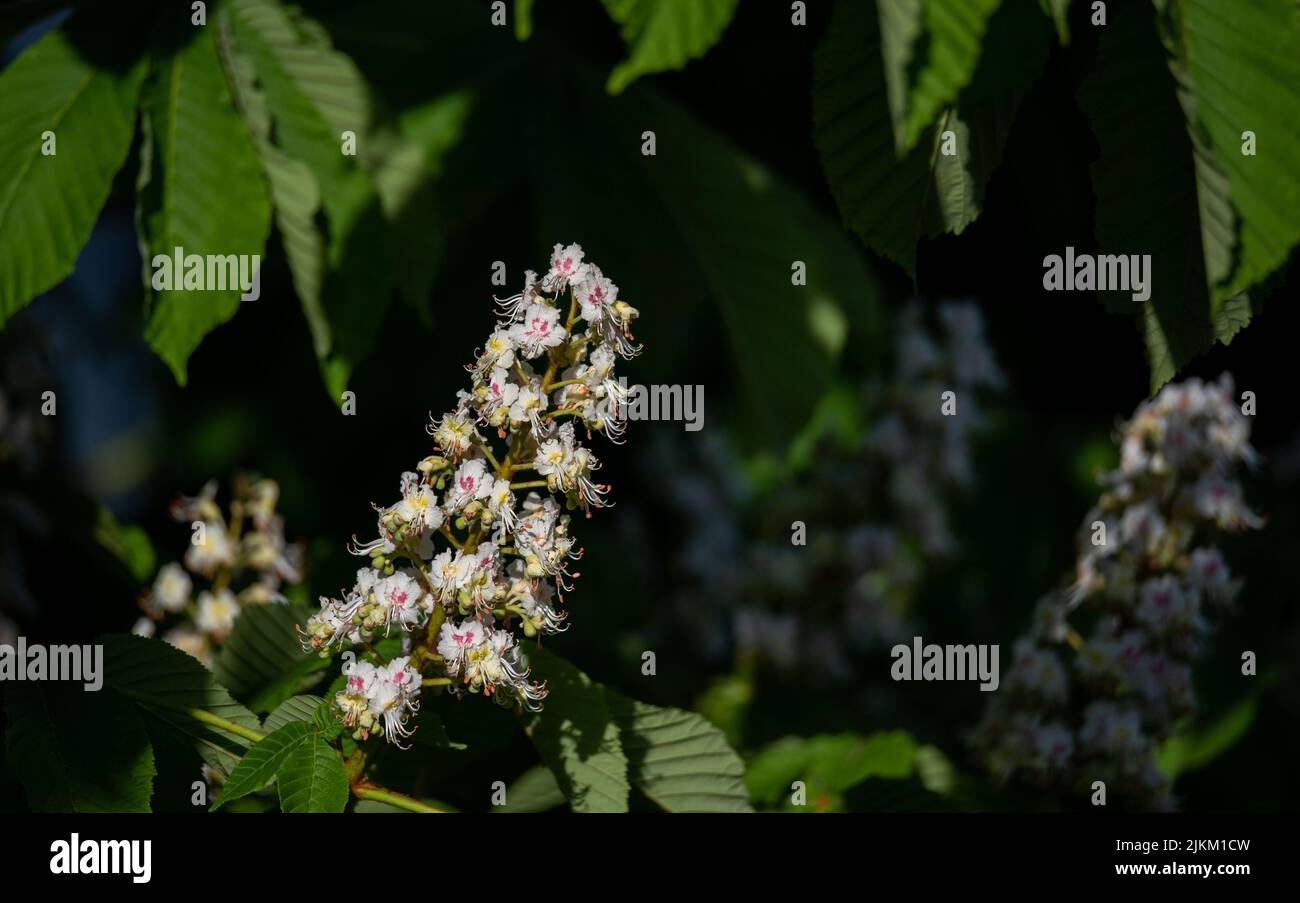 Flowering of chestnuts. Chestnut inflorescence. Flowers on the tree ...