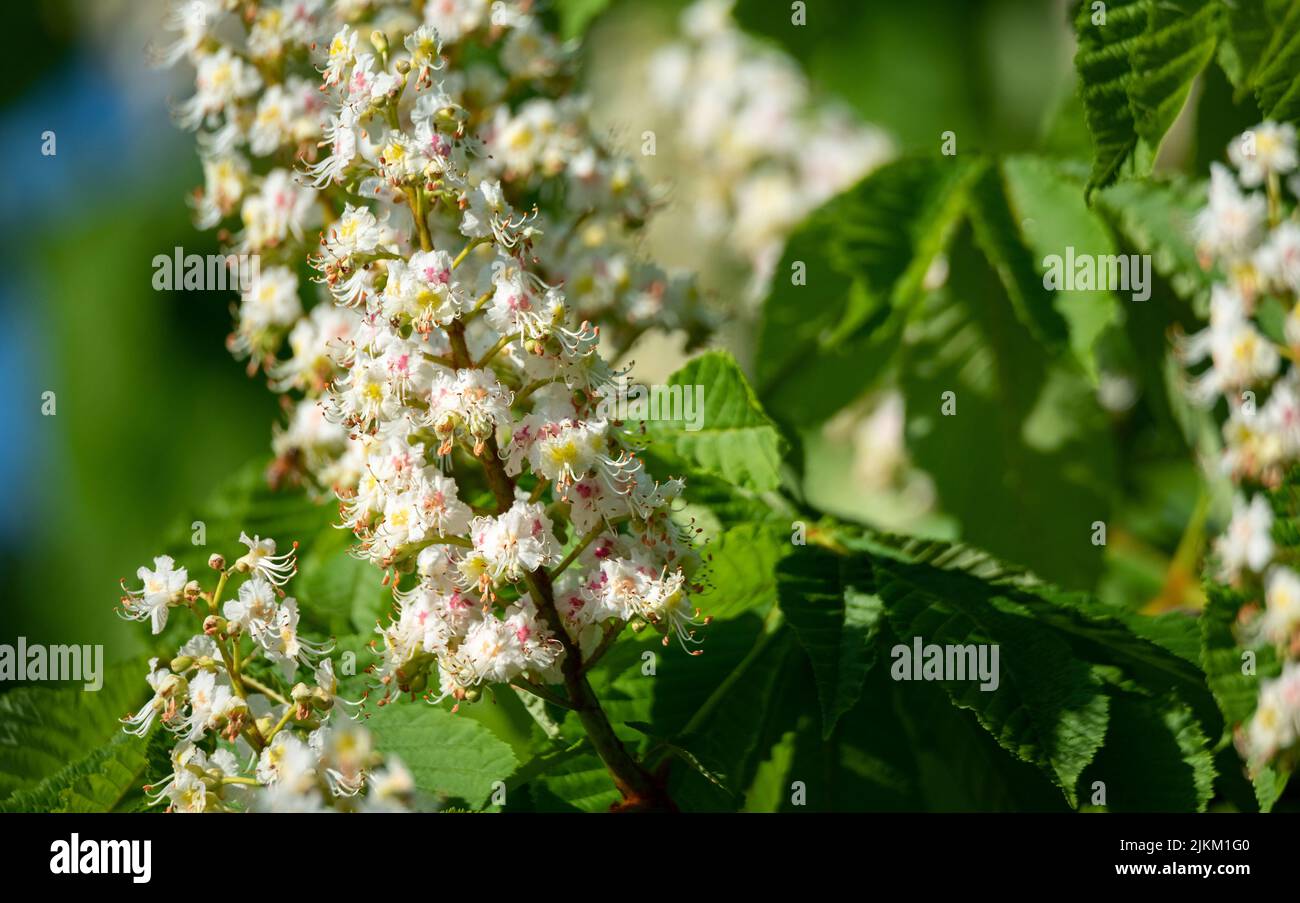 Flowering of chestnuts. Chestnut inflorescence. Flowers on the tree ...
